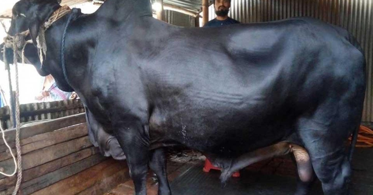 Monstrous bull draws attention in Tangail