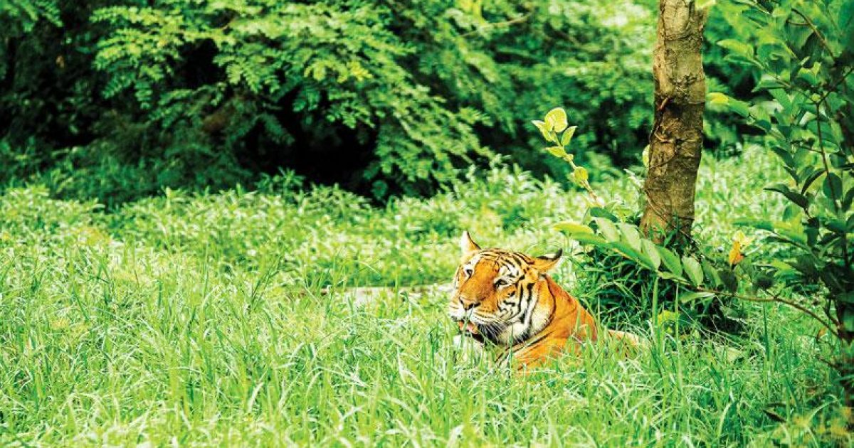 Is poaching behind low tiger population in Bangladesh?