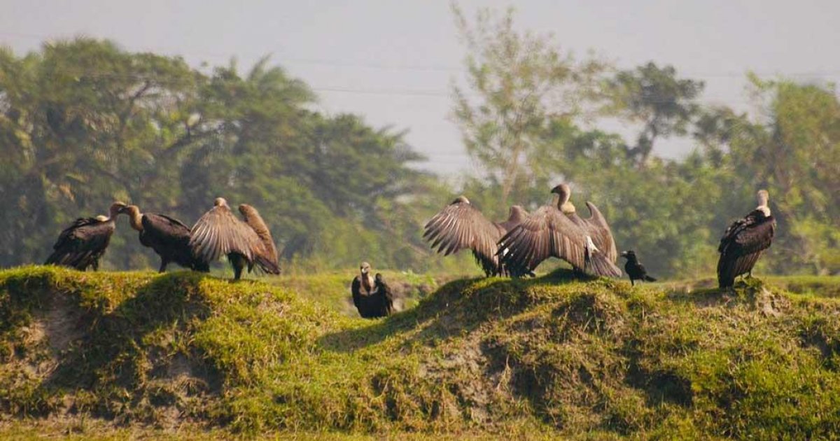 Vulture protection: Cabinet clears proposal to ban Ketoprofen