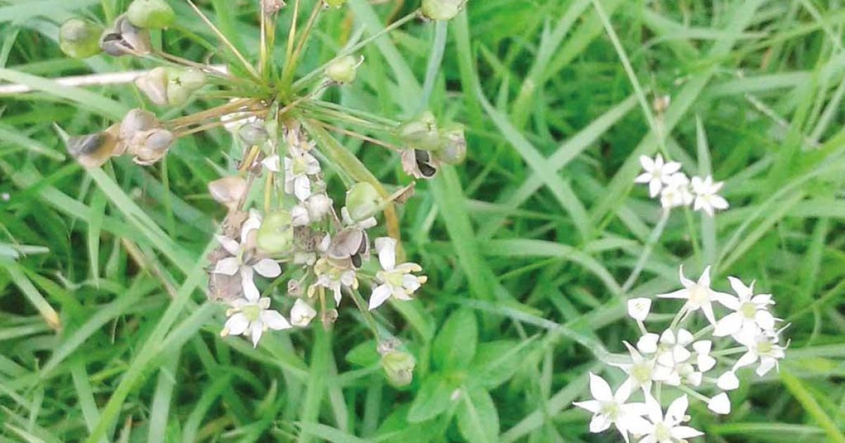 Chives, alternative to onions and garlic