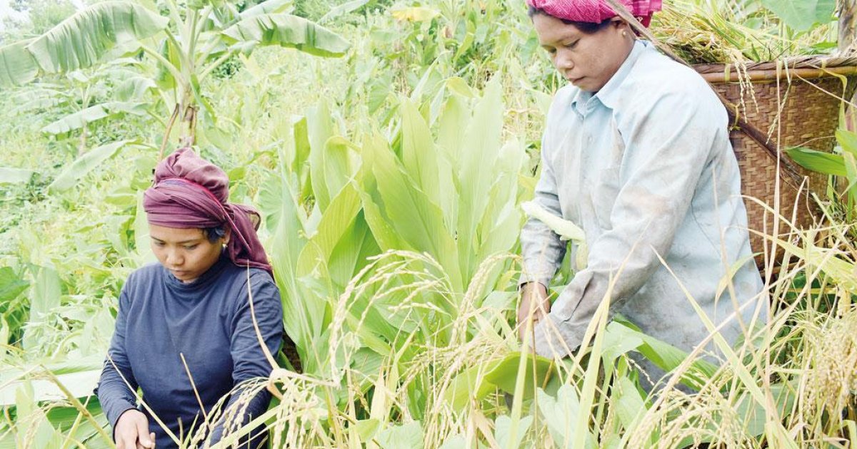 Jhum farmers start harvesting paddy in Rangamati