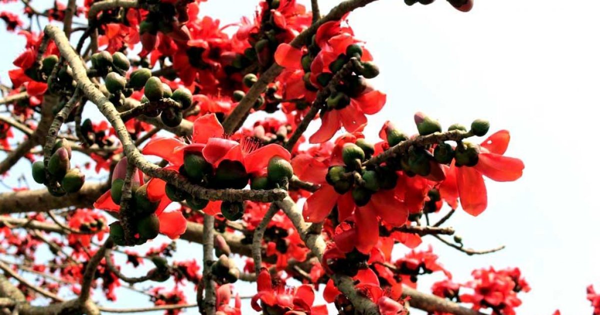 Shimul trees on verge of extinction in Mohadevpur