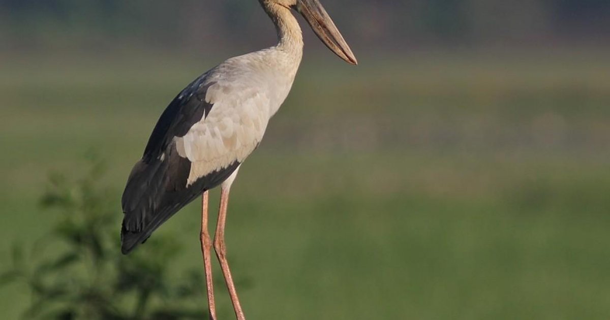 Locals prey on ‘Shamuk Khol’ in Natore