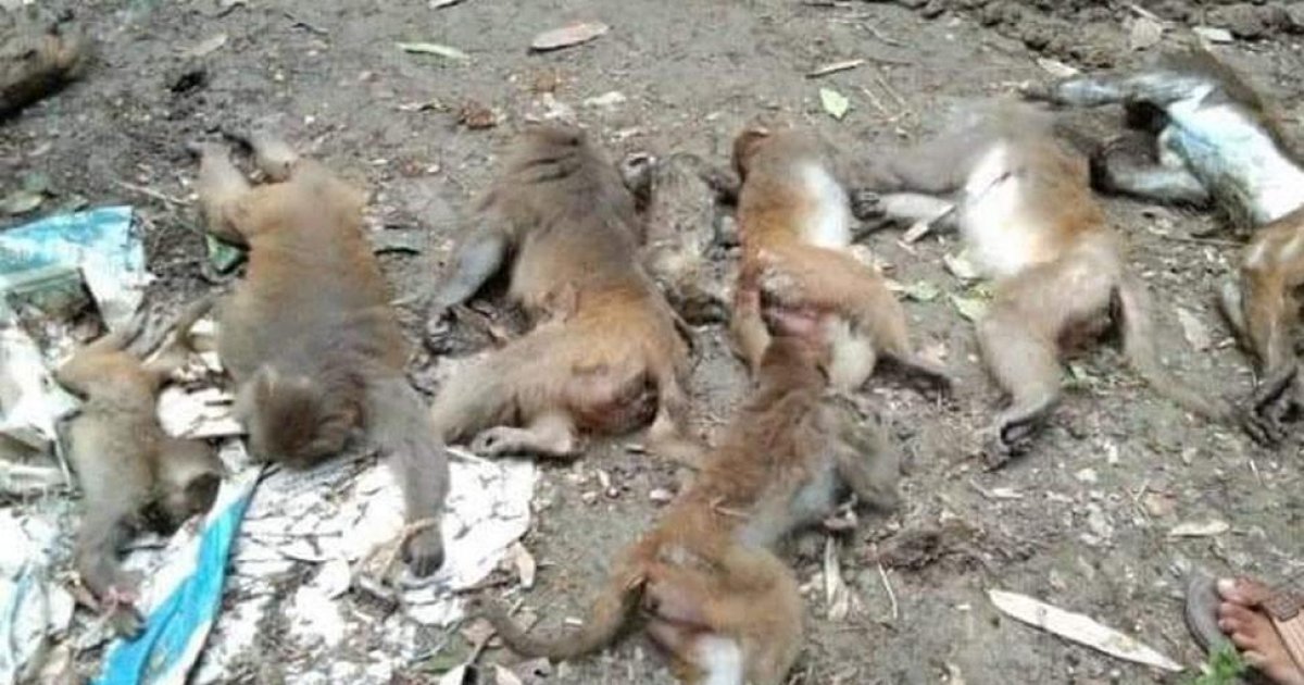 Monkeys killed with poison in Madaripur