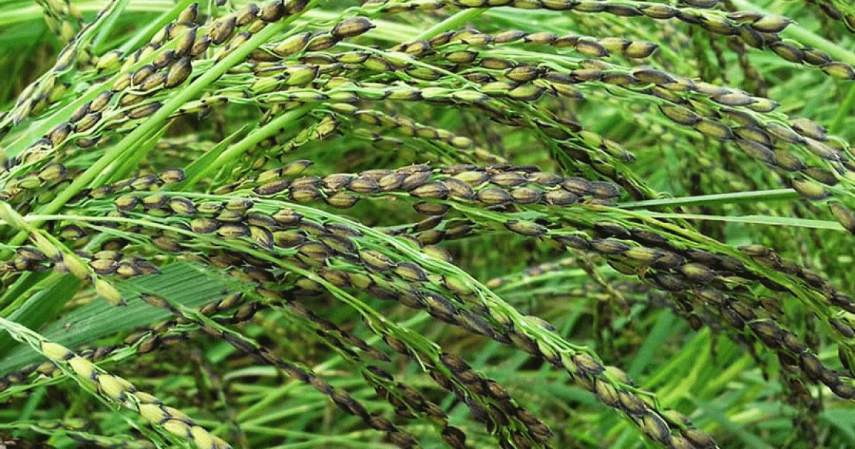 Tulsimala rice sees record yield in Sherpur