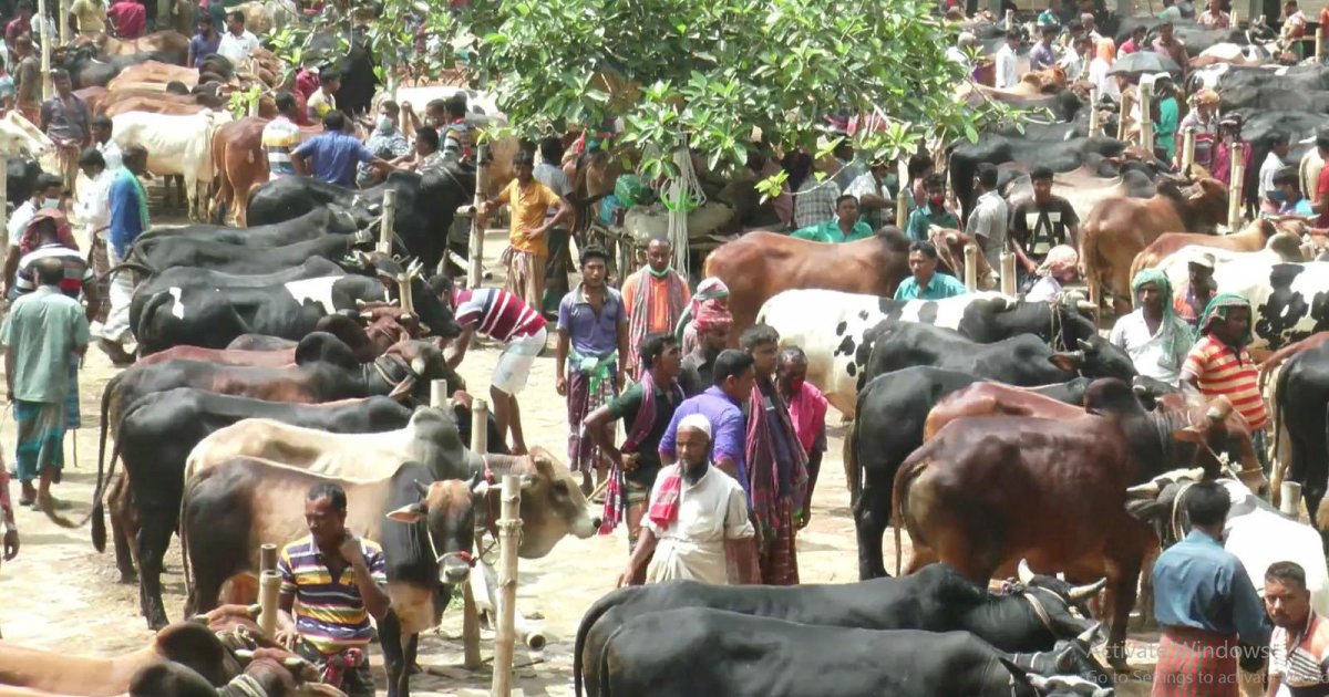 Palak: Digital Haat lending helping hand to rural cattle breeders