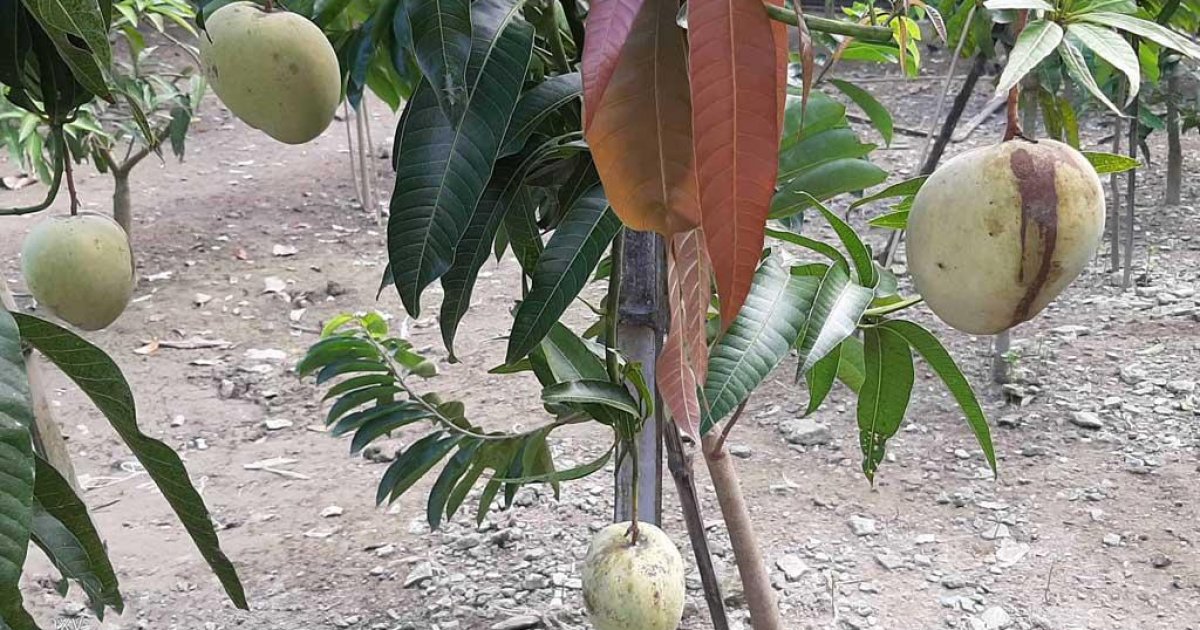 A new variety of mango in Bangladesh