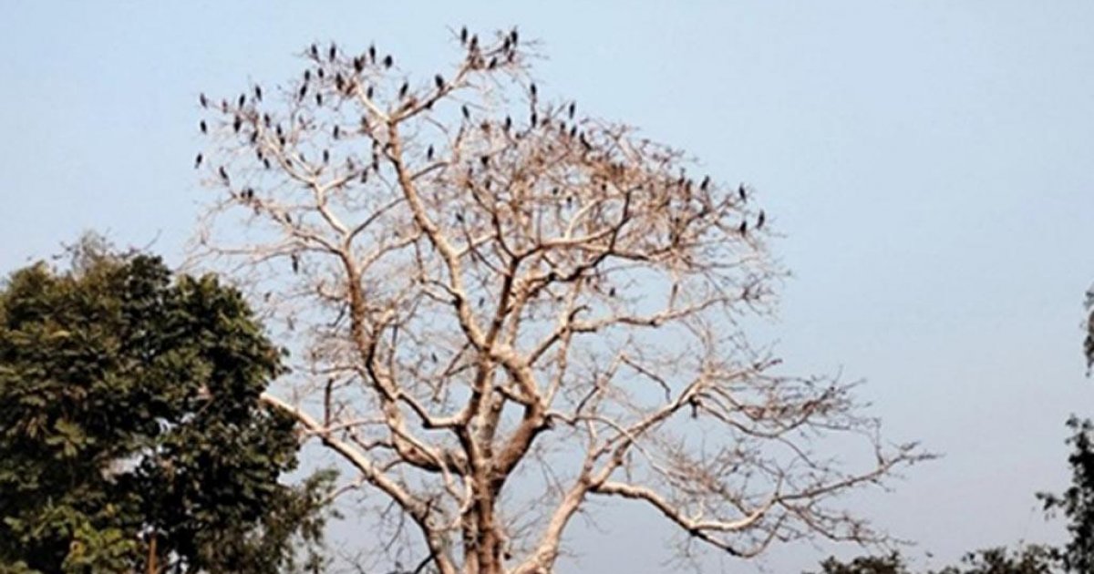 A Shimul tree full of Pankouri