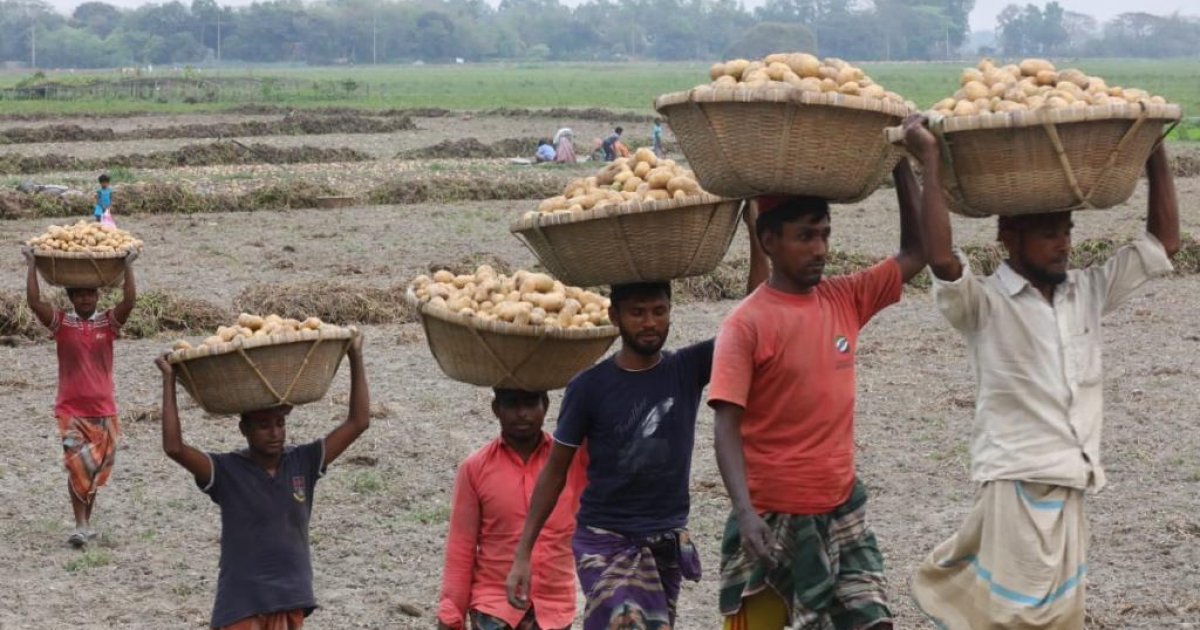 11,200 tons of Bogra potato to be exported