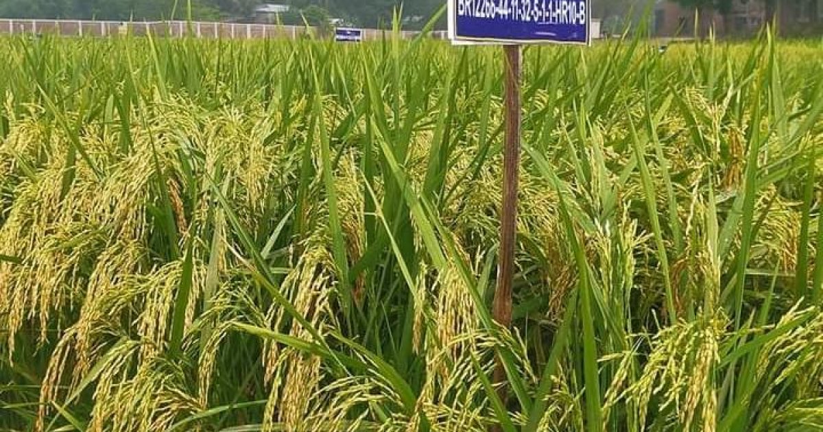 After heatwave comes heat-tolerant rice