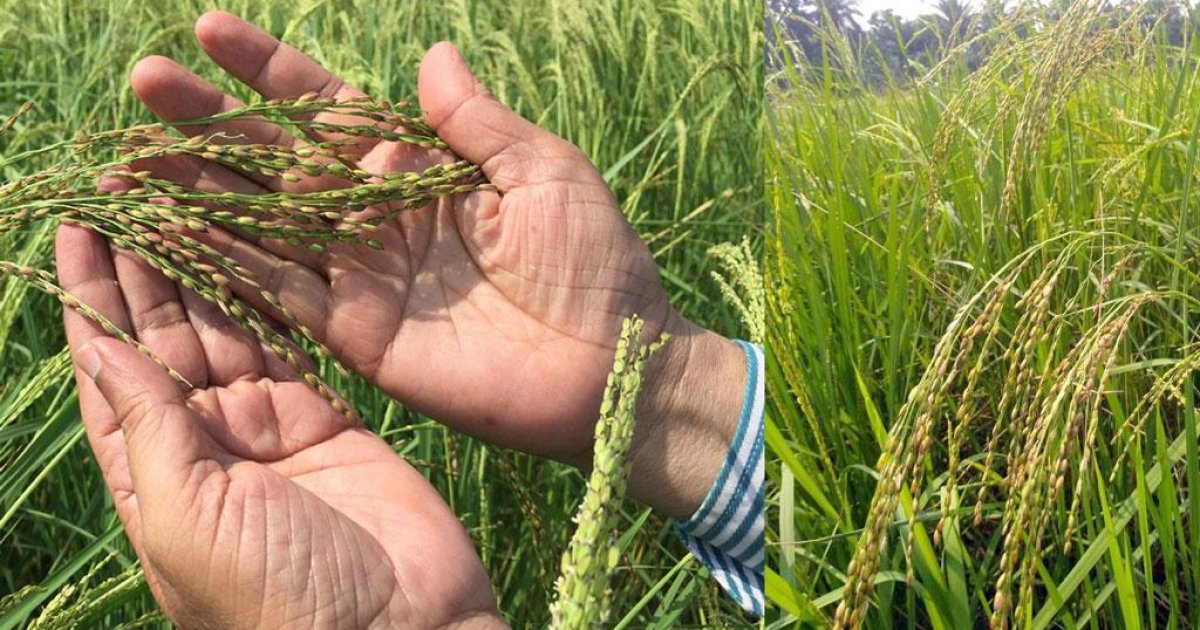 Tulsimala rice now cultivated in Khulna