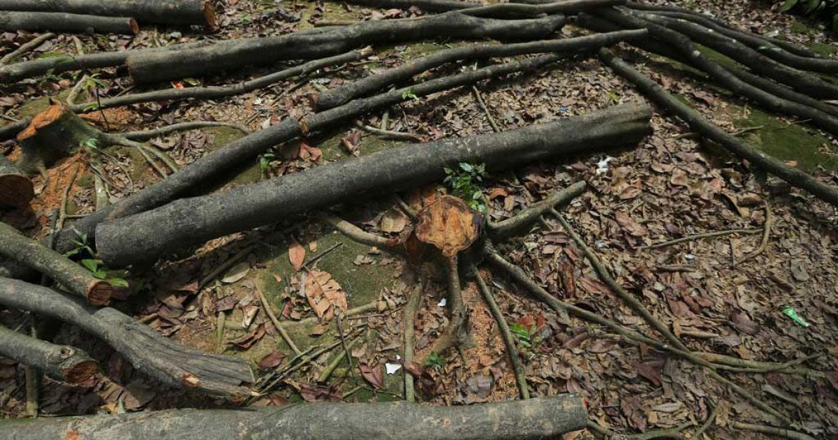 JU teachers, students protest cutting trees in reserve forest