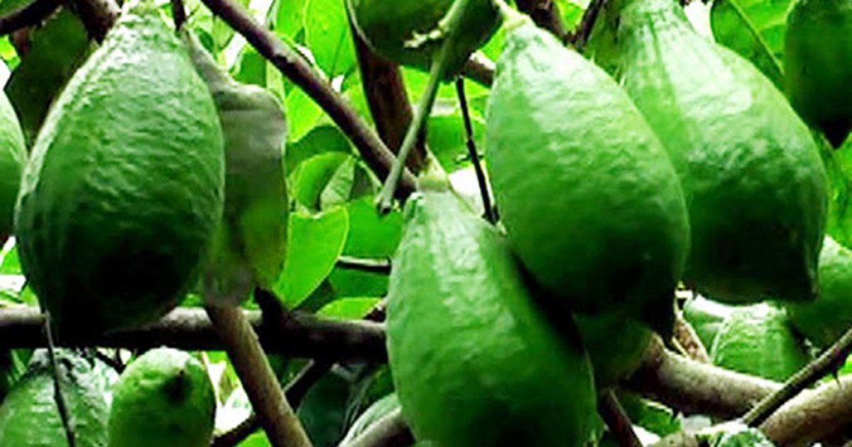 Colombo lemon farming changes Narsingdi unemployed youths’ fate