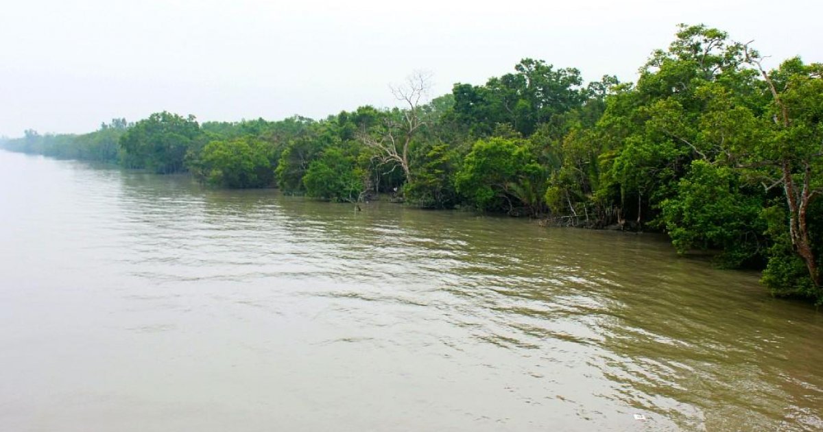 Sundarbans, its wildlife suffer aftermath of Cyclone Yaas
