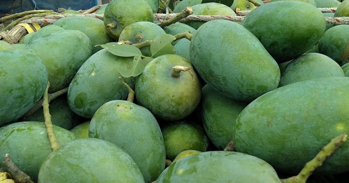 Fazly mango business gains momentum in Rajshahi