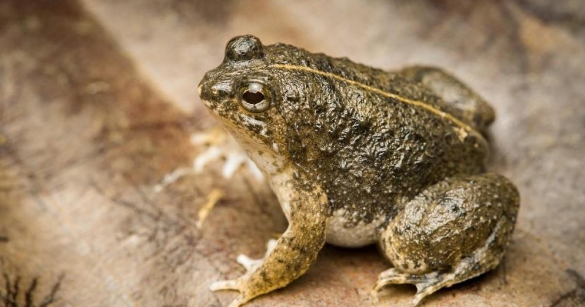 New frog species ‘Chattgai ar gata bang’ discovered in Bangladesh