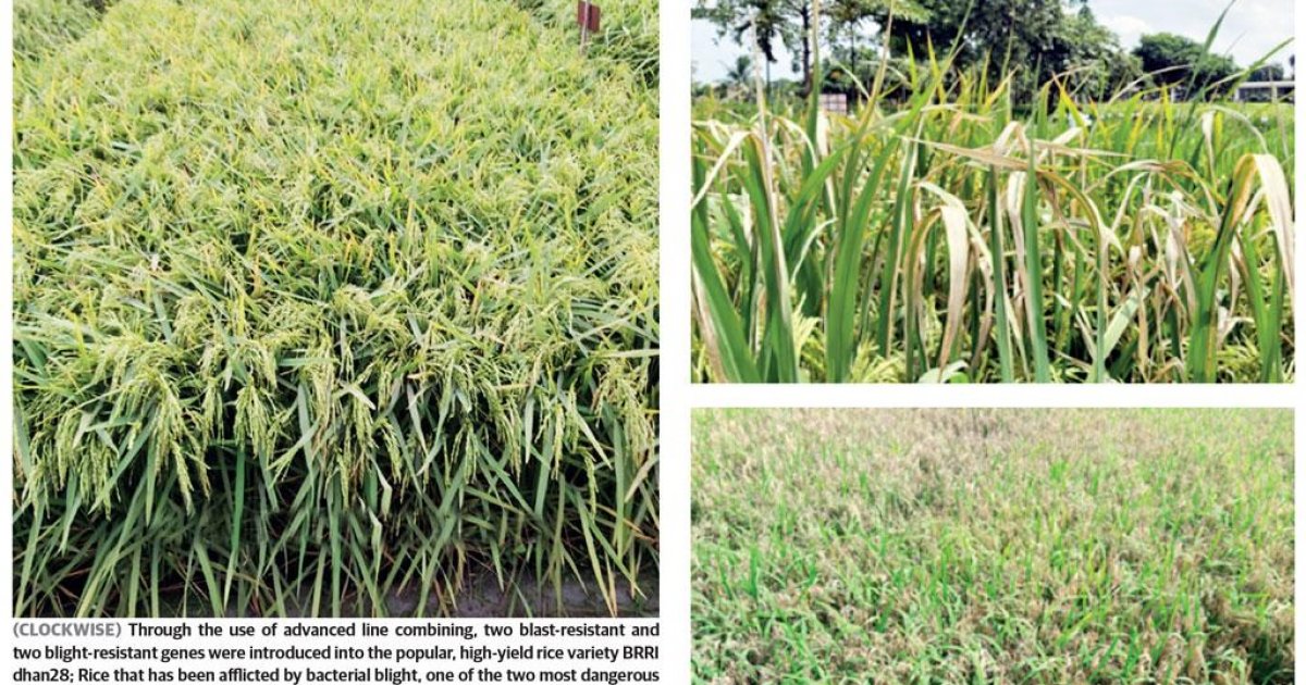 Scientists make breakthrough in blast and blight resistant rice