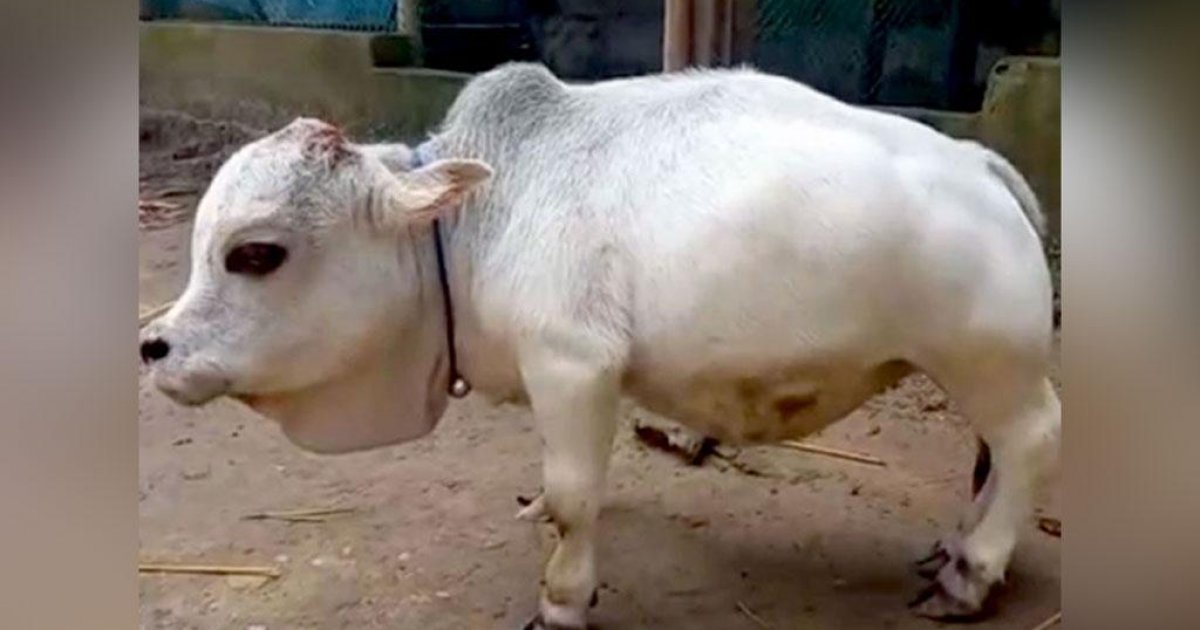 Rani makes it to Guinness World Record as the shortest cow ever