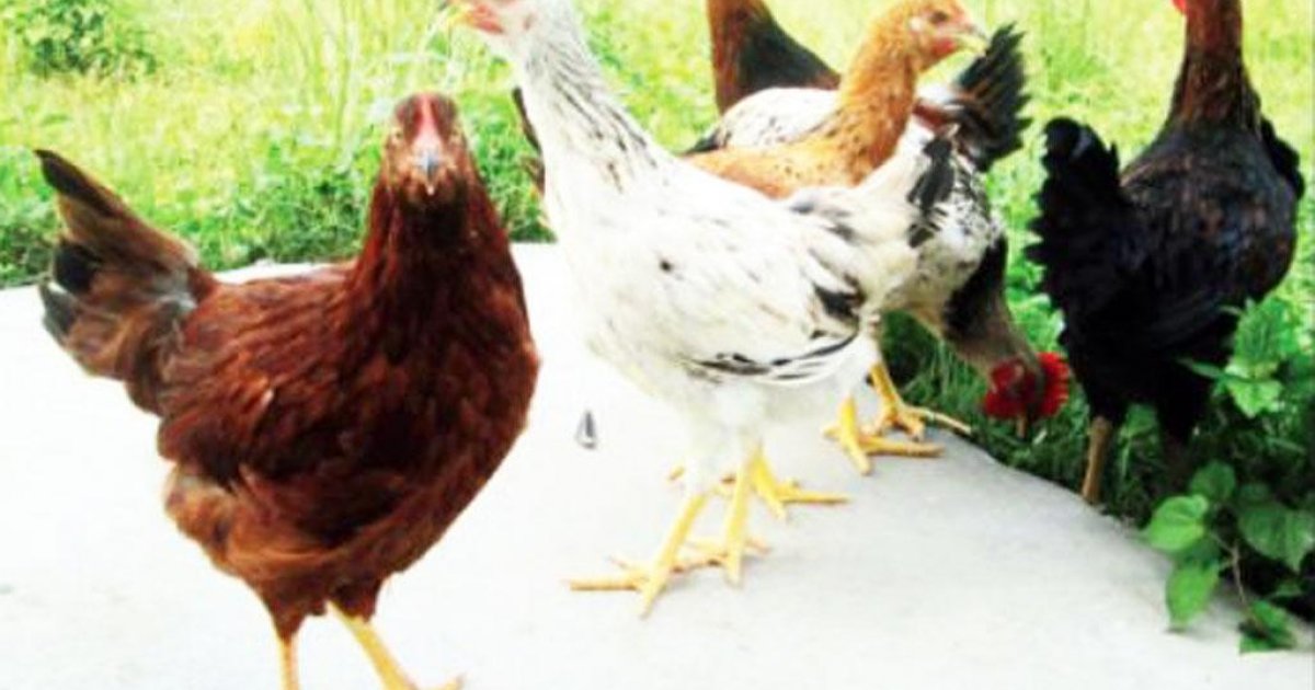 BLRI develops new variety of chicken