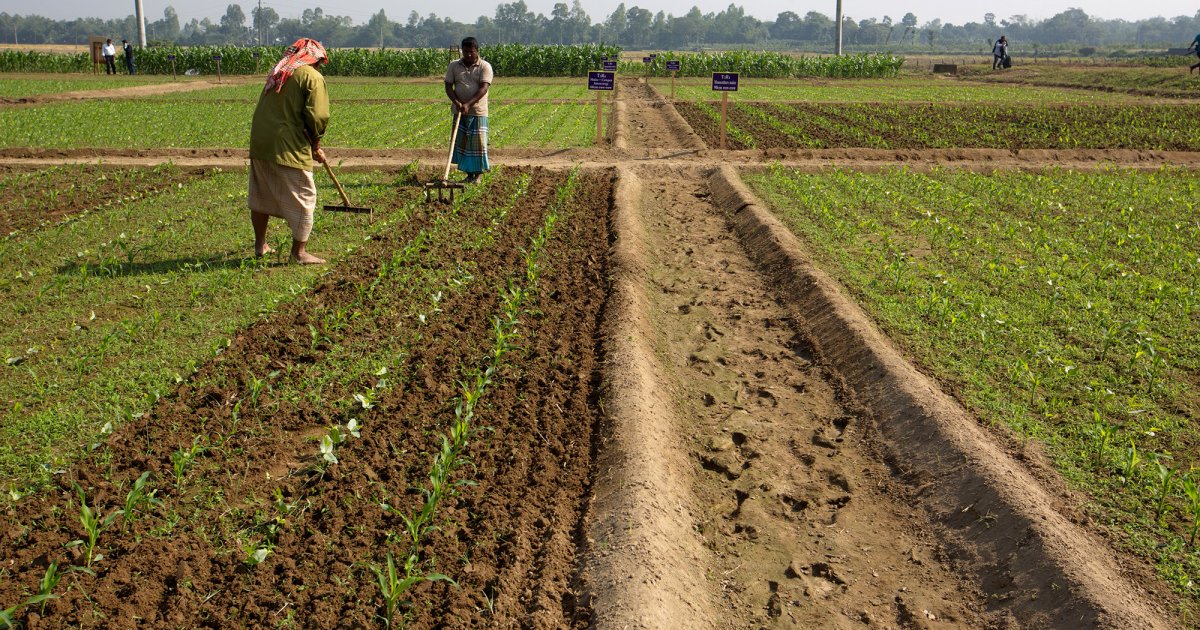Agriculture minister calls for bringing state-owned fallow lands under ...