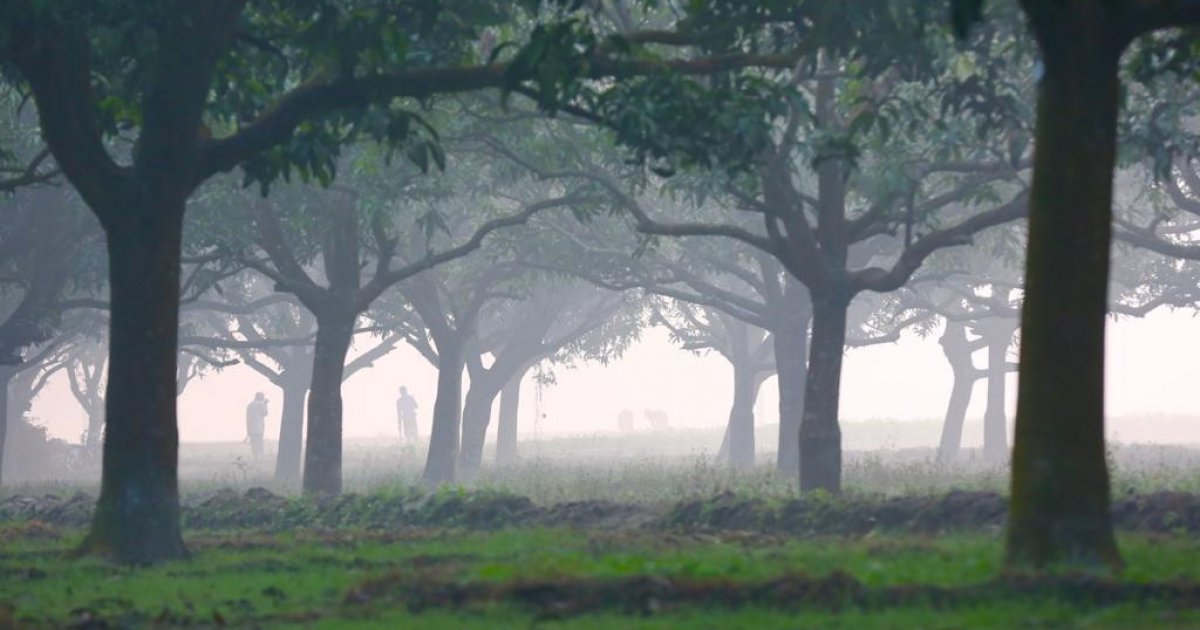 Cold spell with dense fog hits northern Bangladesh