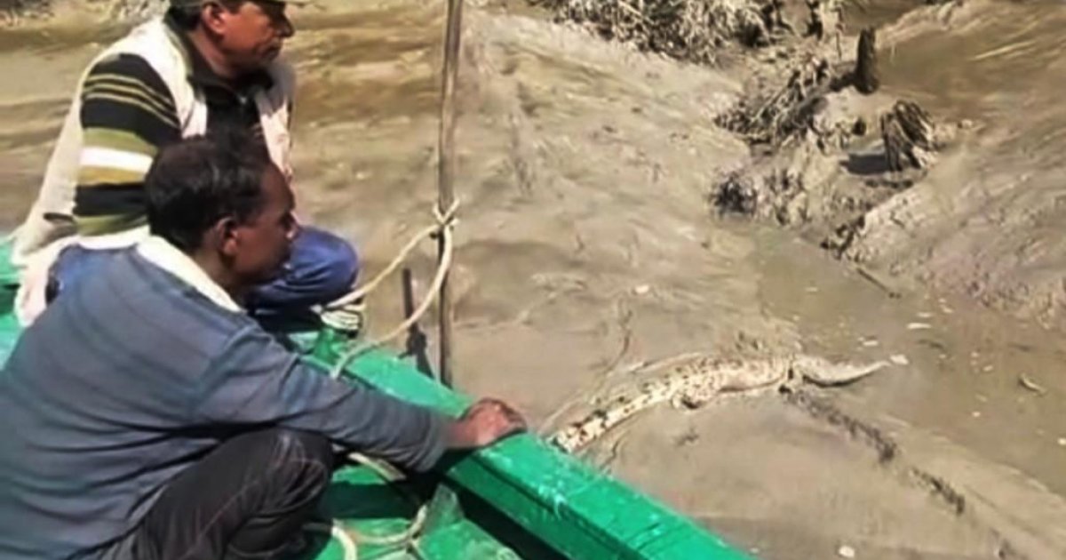 Crocodile captured by fisherman rescued in Bagerhat