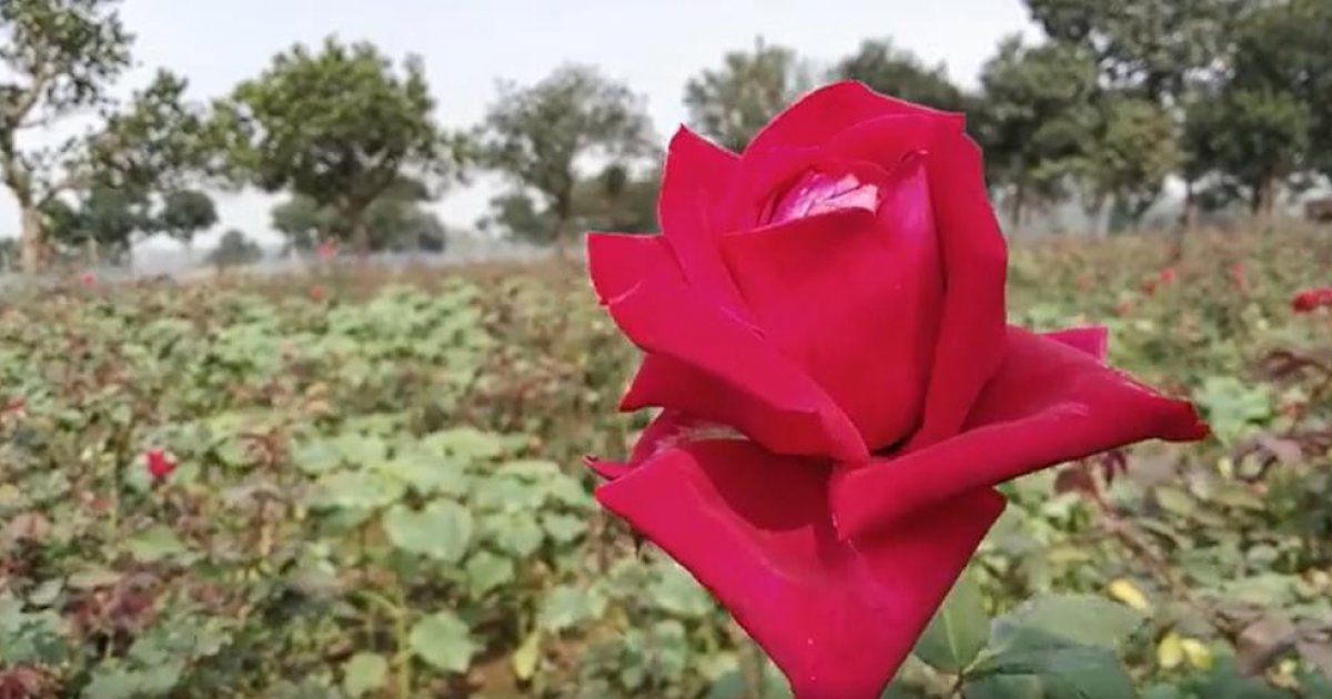 What happened to the roses at Golap Gram? | Dhaka Tribune