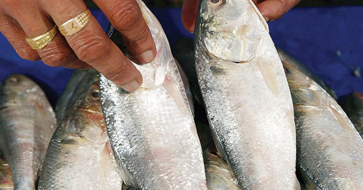 Two-month ban on hilsa fishing, selling begins Tuesday