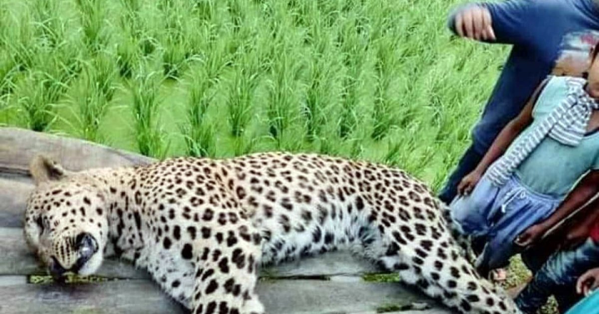 Leopard caught in live wire trap dies in Nilphamari