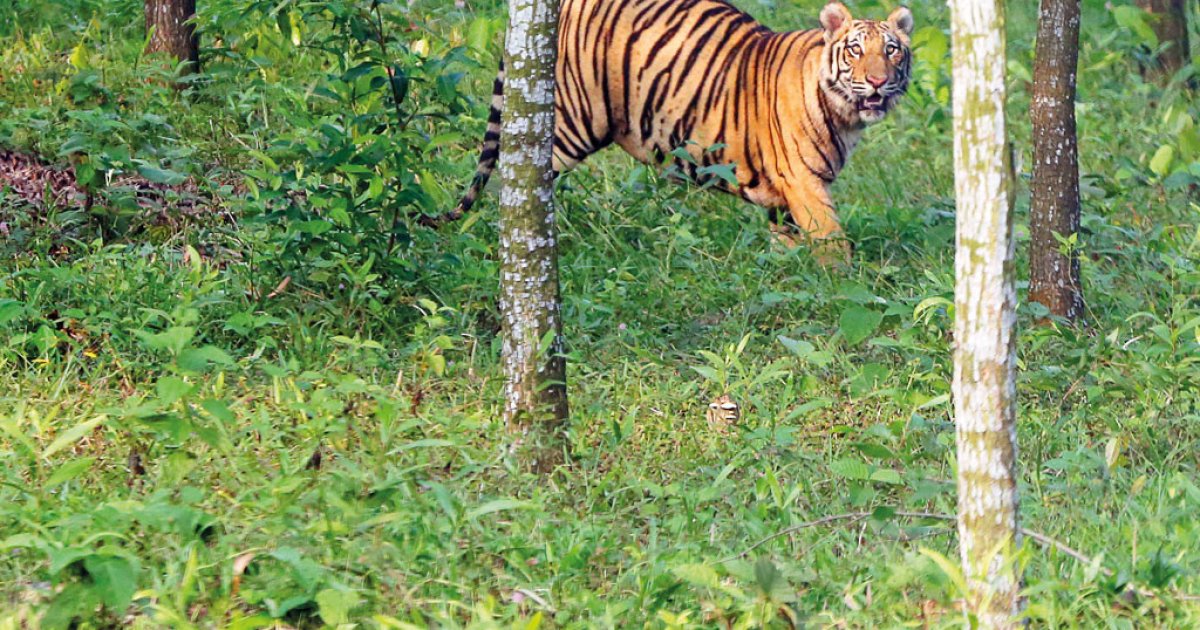 Tiger census: Installation of cameras begins in Sundarbans