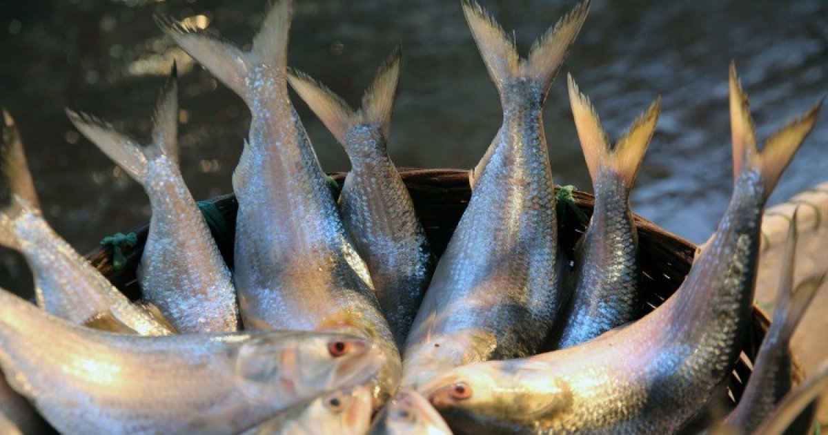 Bangladesh sends 8 tons of hilsha to India
