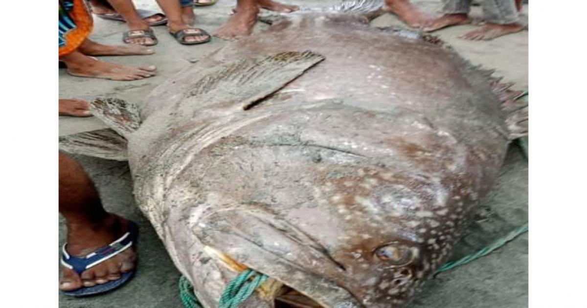 170kg boal poa fish caught in Teknaf
