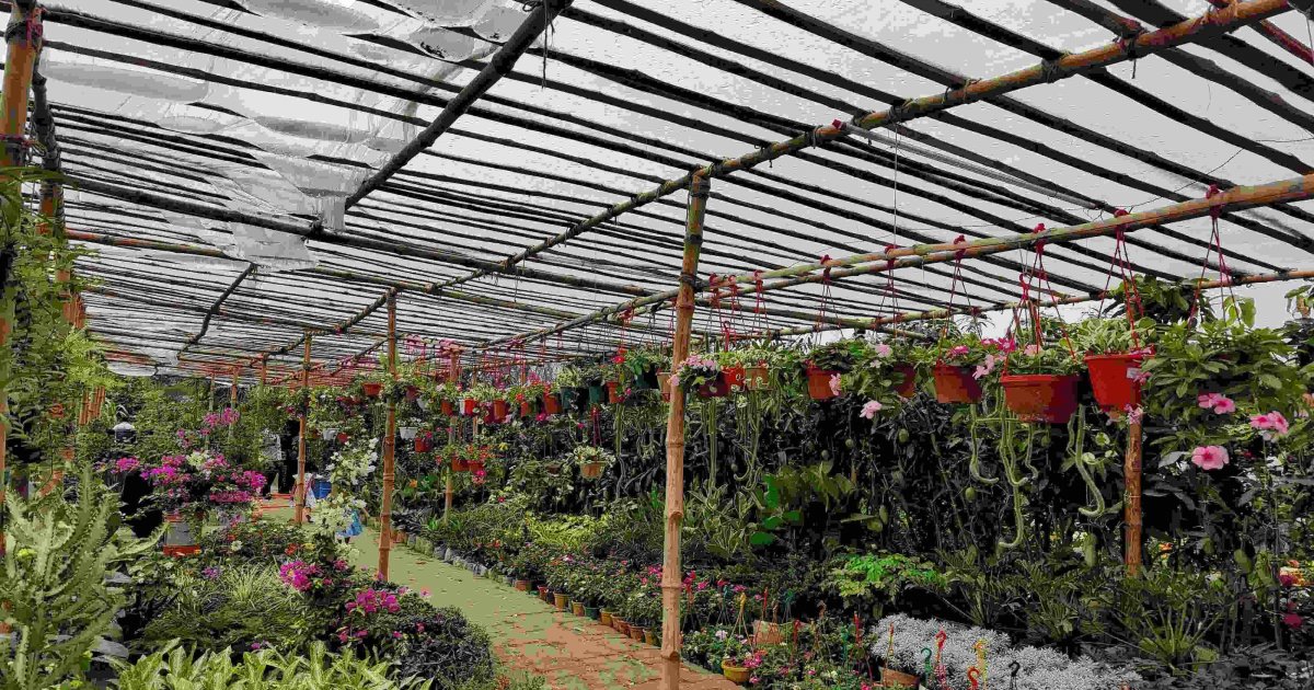National Tree Fair attracts enthusiasts | Dhaka Tribune
