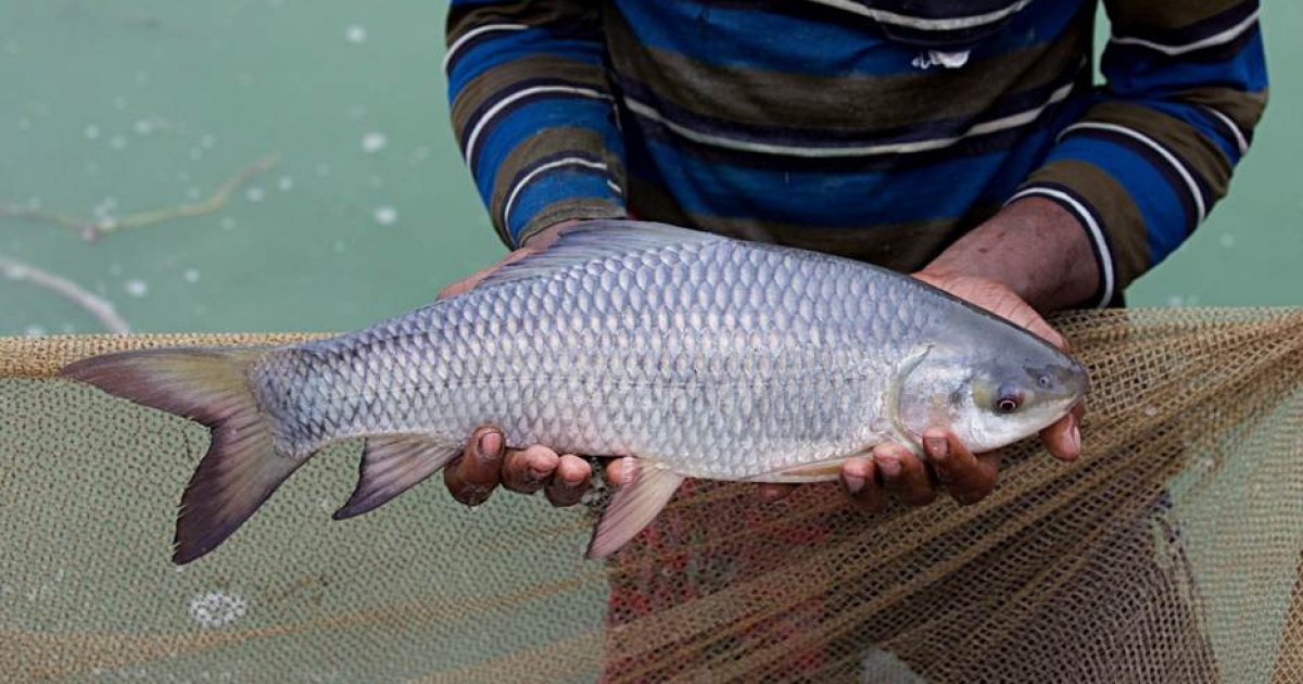 Better bred Rohu ready for farming