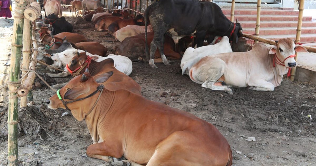 Livestock Department officers to monitor cattle market