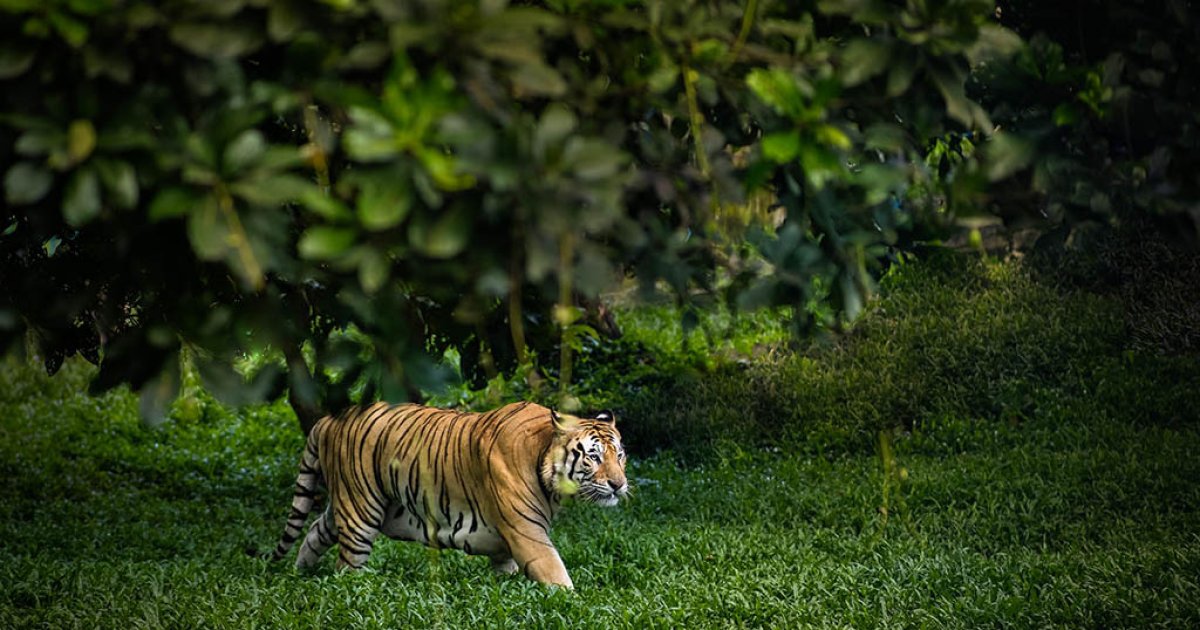 Tiger census in Sundarbans likely to begin in last week of November