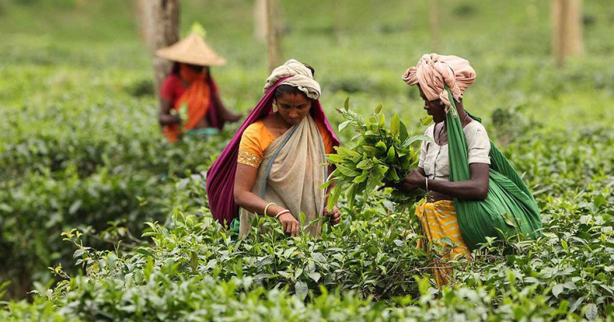 Tea workers resume work with previous salary of Tk120 for now
