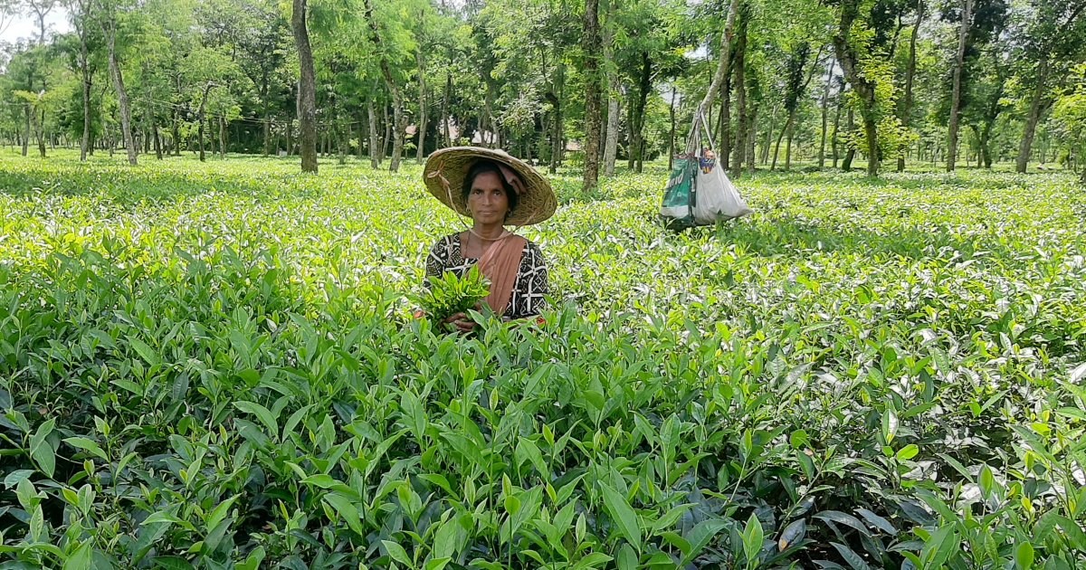 New daily wage for tea workers set at Tk170