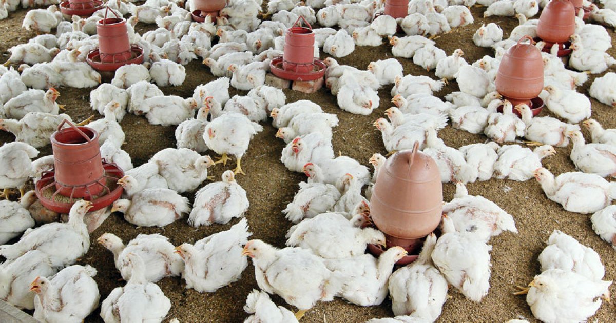 Broiler chicken goes up selling at Tk230 per kg, egg price decreases