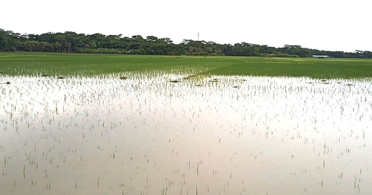 Crops on 750 hectares of land inundated in Bagerhat