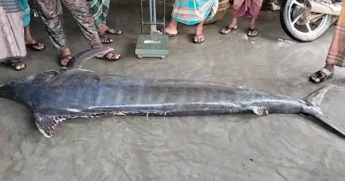 185kg sailfish caught in Kuakata