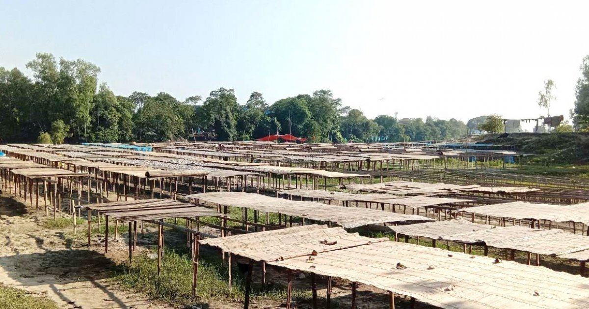 Atrai dried fish industry plunges as rivers dry up