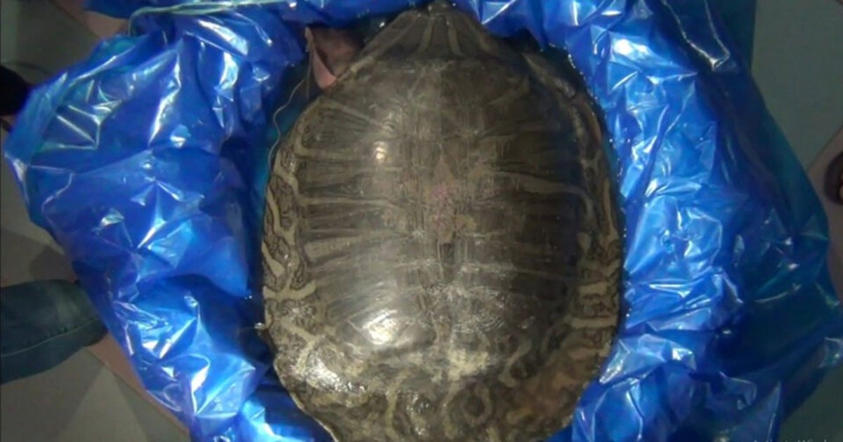Rare species of turtle seized from Dhaka-bound bus
