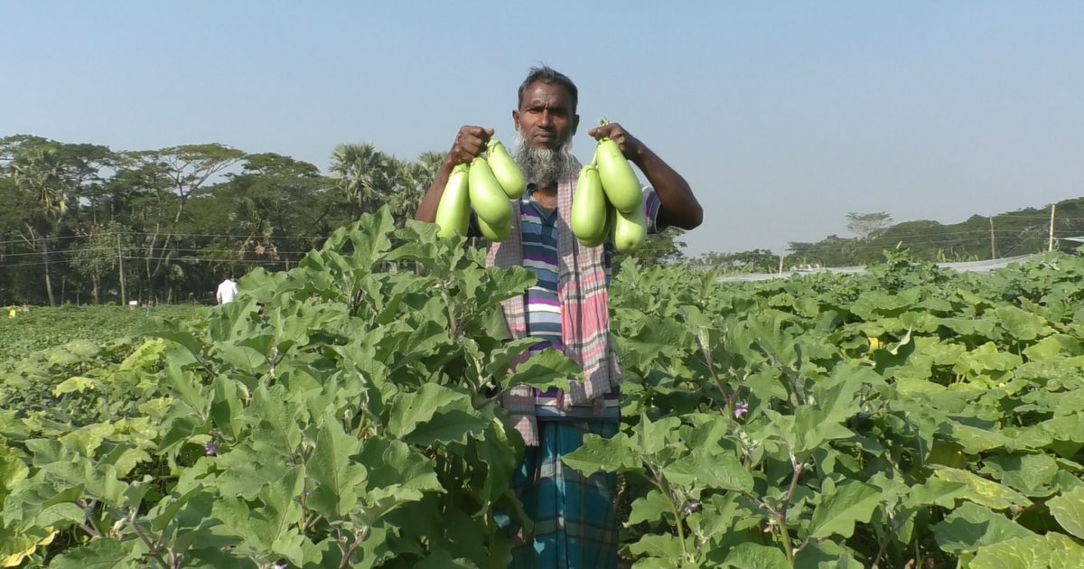 How Charfesson has become a hub for safe vegetables