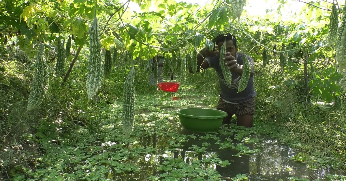 How Charfesson has become a hub for safe vegetables