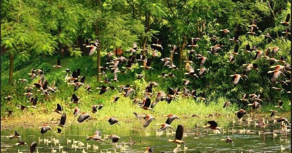 Migratory birds flocking into Comilla lakes