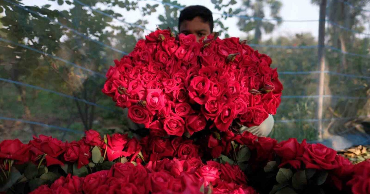 Savar rose farmers eye massive sale