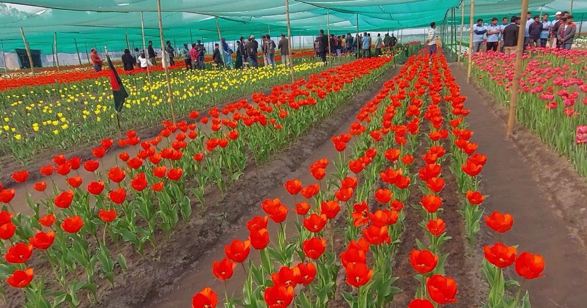 Tulips of Tetulia: Prospects as bright as the blossoms