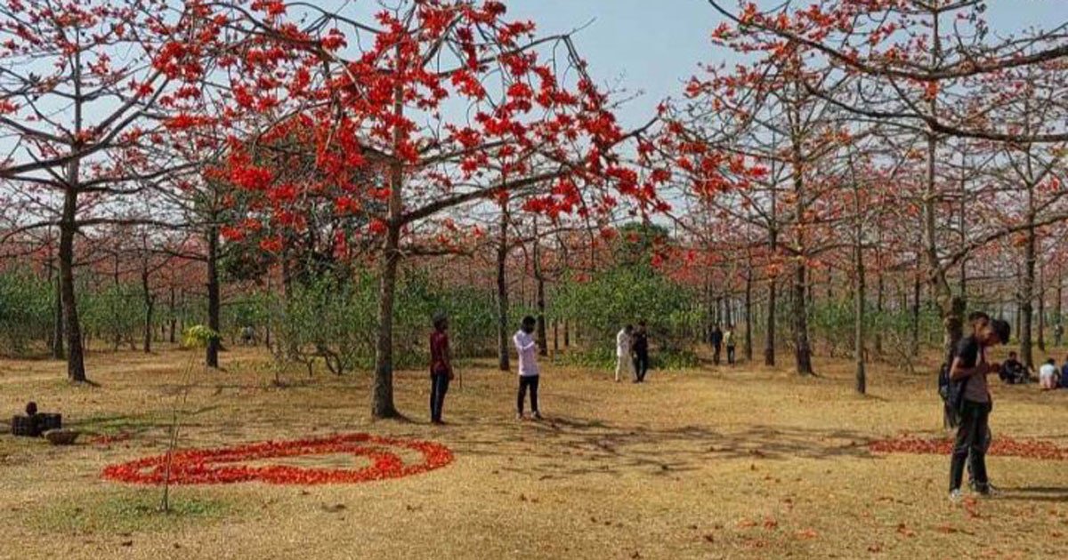 Gardens bloom with Shimul flowers in Falgun