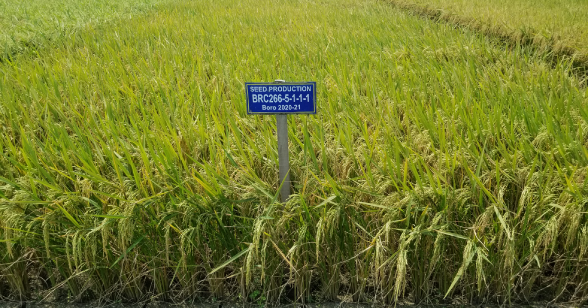 BRRI develops 2 high-yield rice varieties